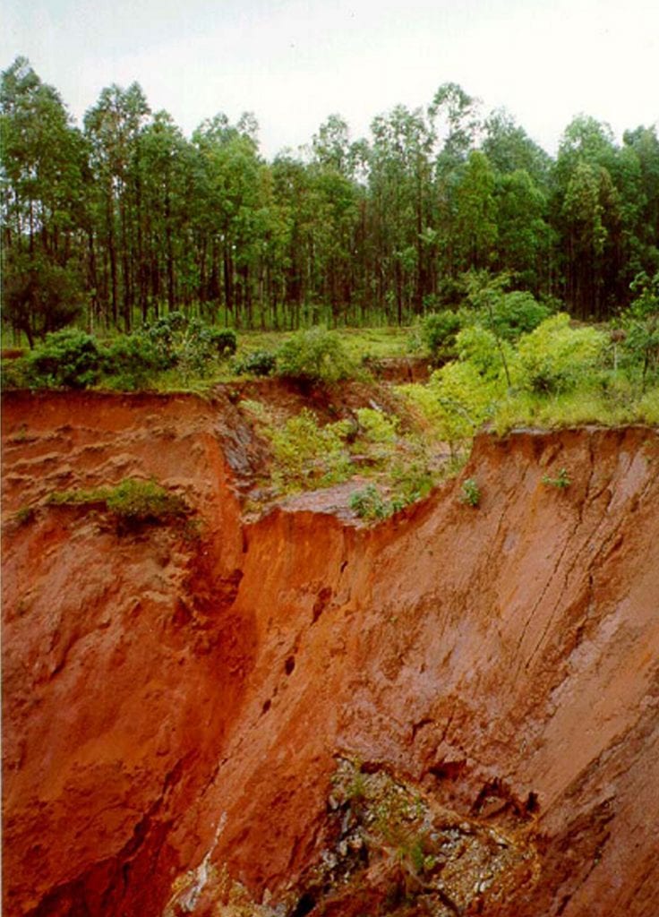 Solo arenoso: o que é, características e como aumentar produtividade