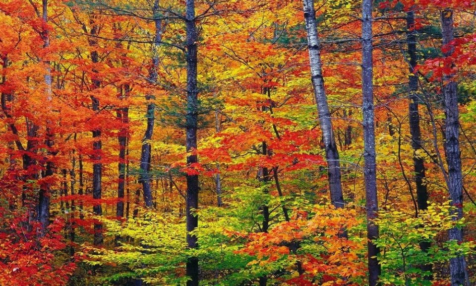 Floresta temperada: Características, localização, fauna, flora e clima