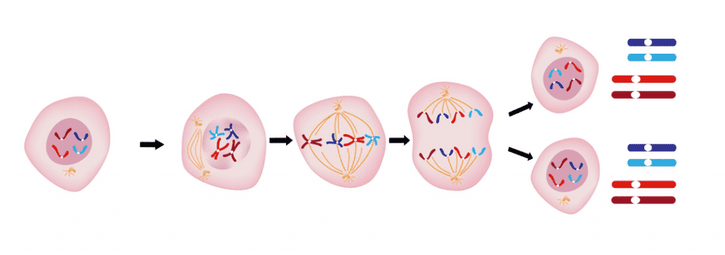 Mitose - O que é, como acontece e sua importância para o organismo