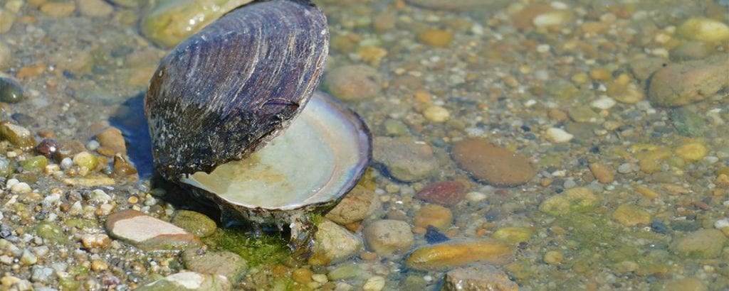 Moluscos: Classificações, Importância, Características