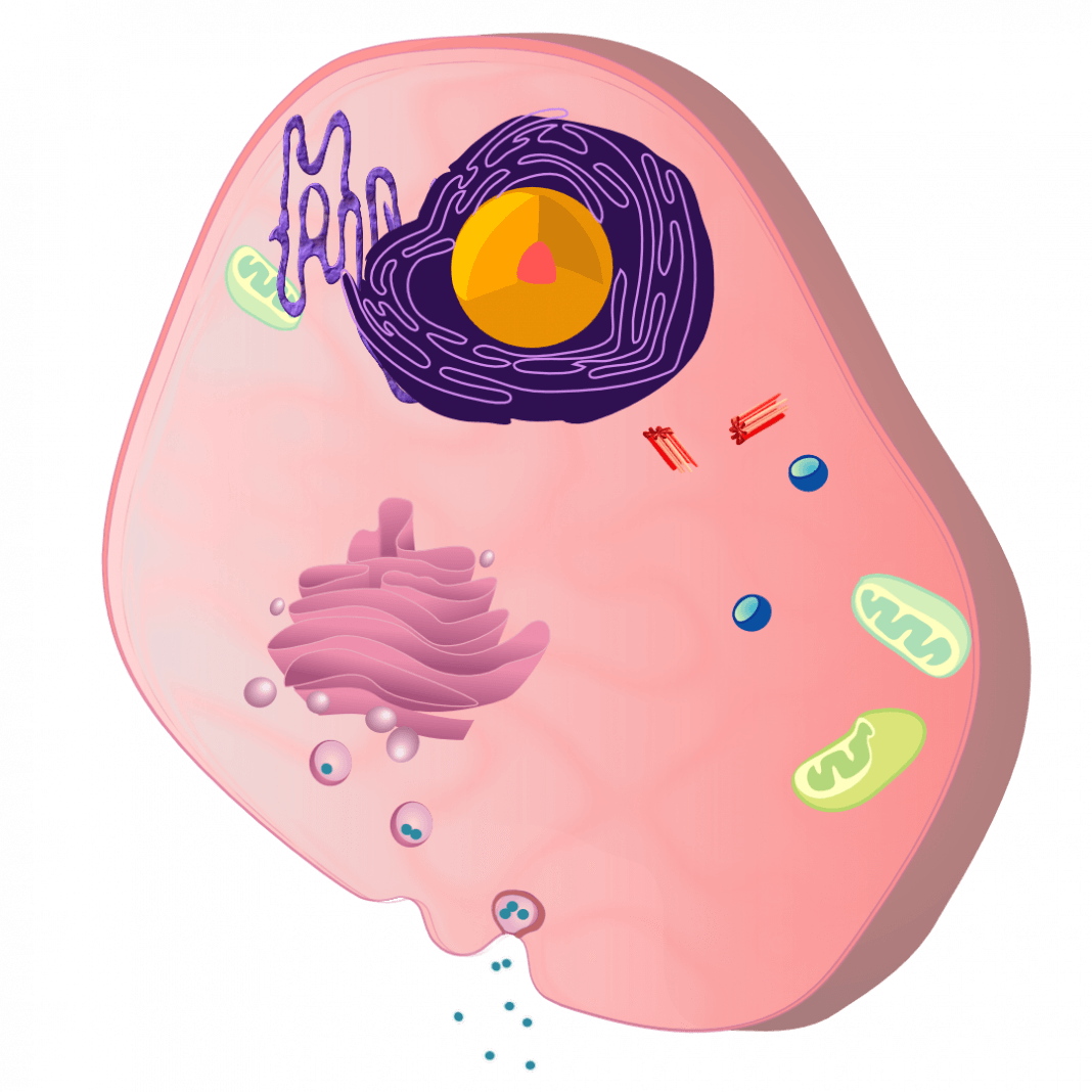 Célula, o que é? Definição, teoria celular e classificação estrutural