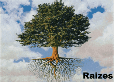 Raízes, para que servem? Características, tipos e suas regiões