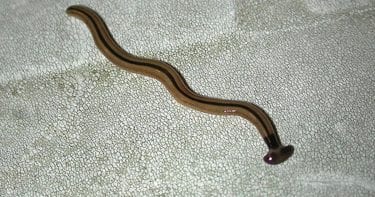 Vermes: características, sintomas e diferenças principais