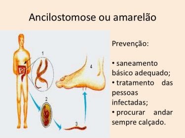 Vermes: características, sintomas e diferenças principais