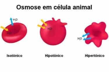 Hipertônico e hipotônico - O que são, diferenças e exemplos