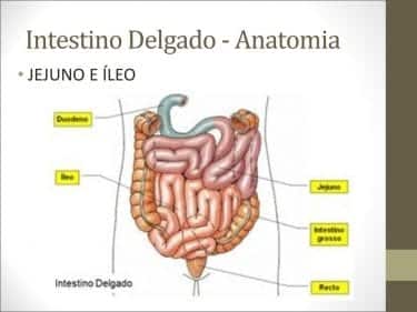 Intestino Delgado - Anatomia, funcionamento e curiosidades