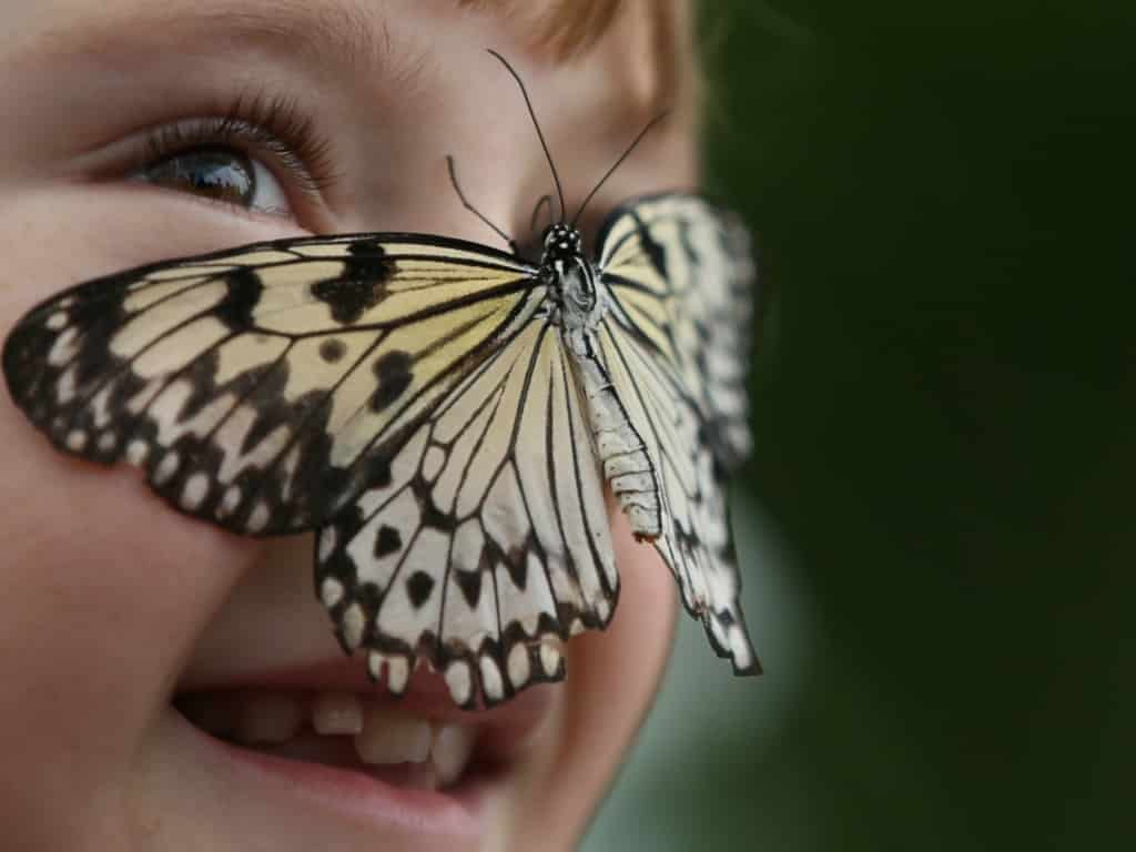 Lepidópteros – O que são, características, acidentes e curiosidades