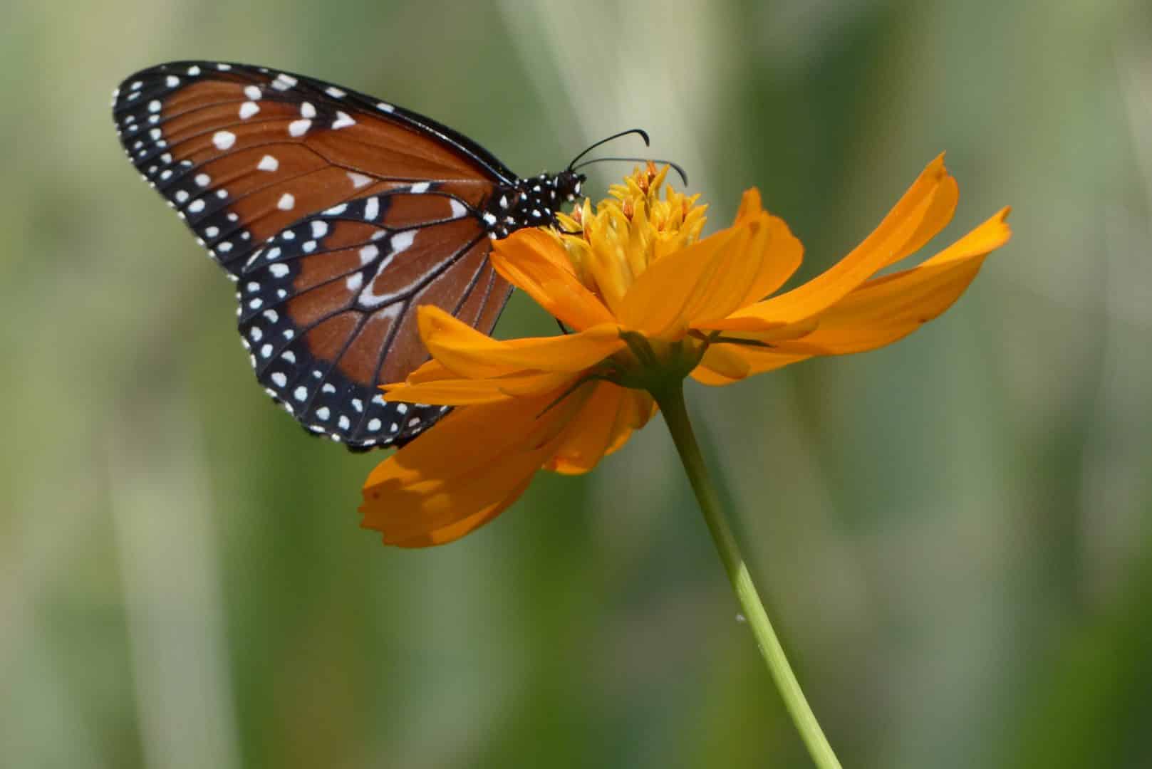 Lepidópteros – O que são, características, acidentes e curiosidades