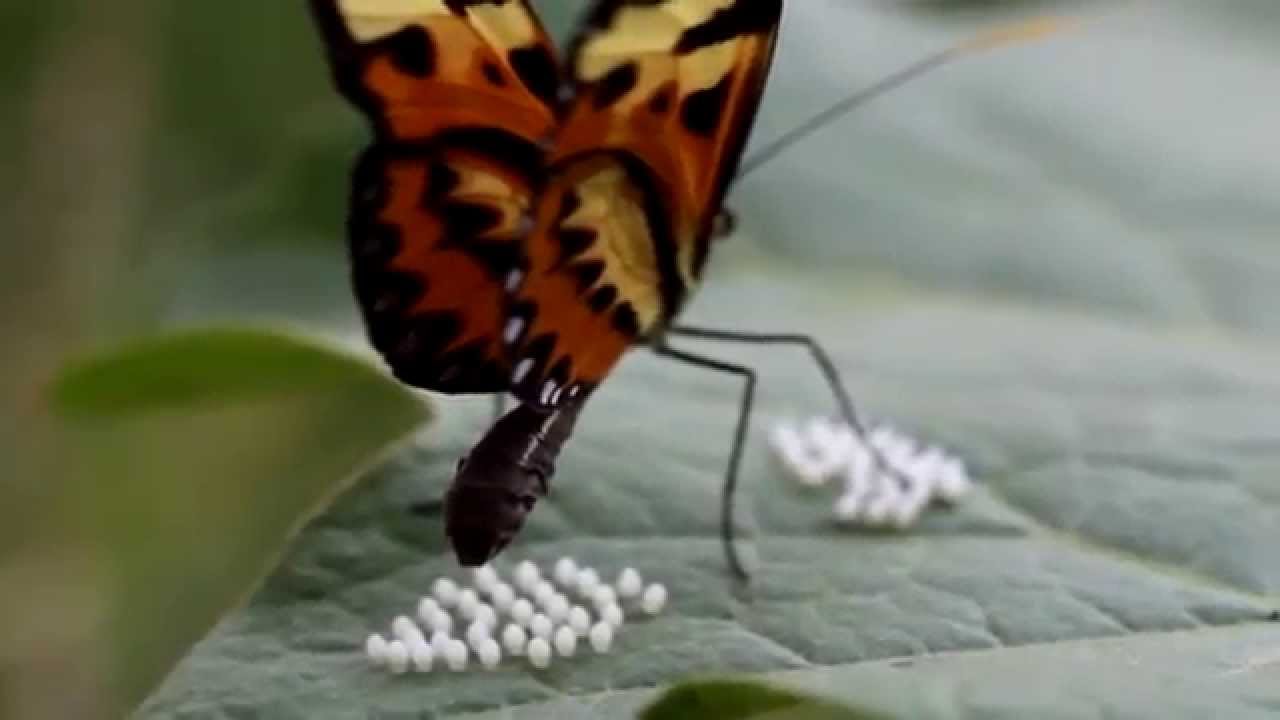 Lepidópteros – O que são, características, acidentes e curiosidades