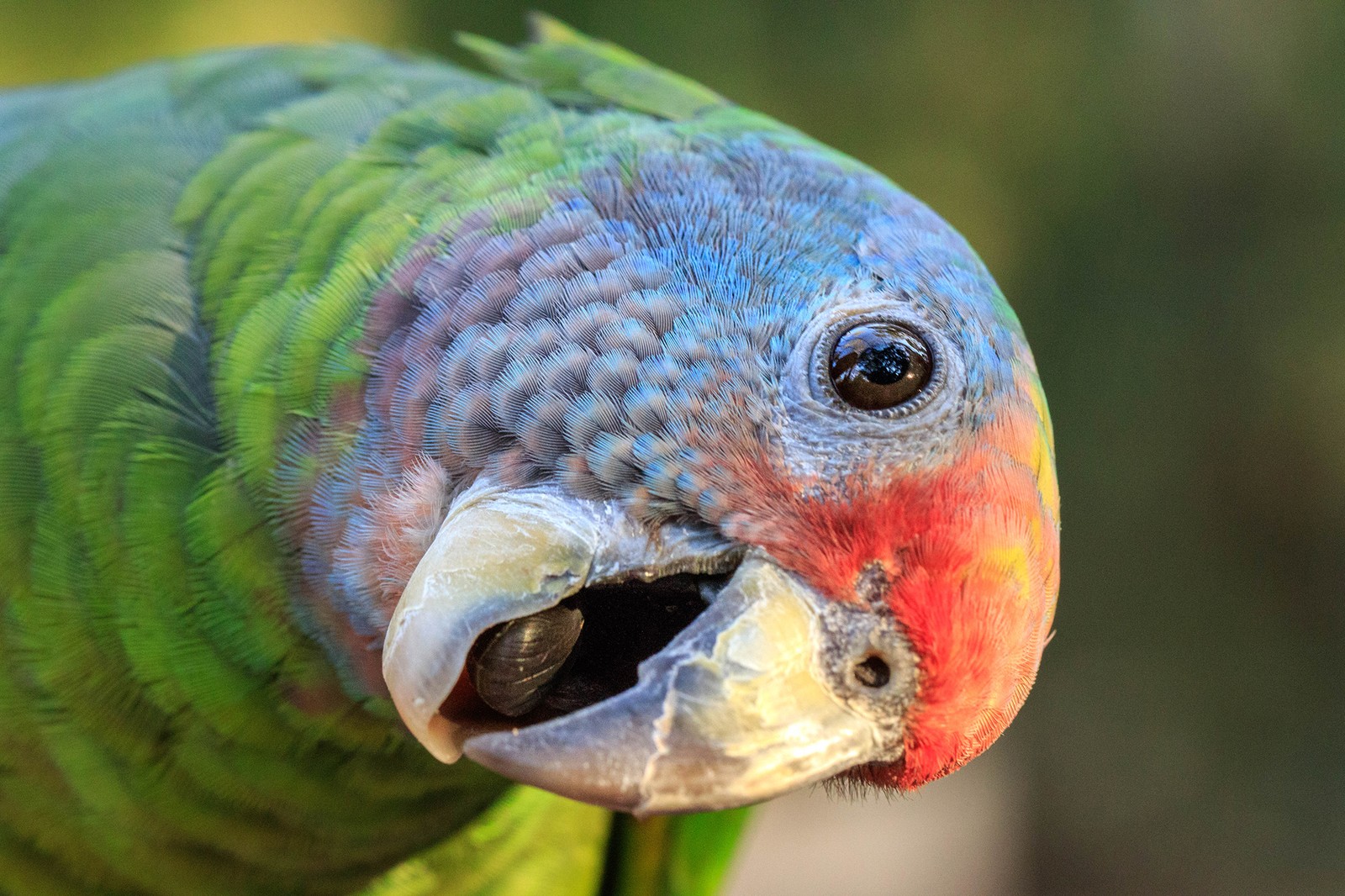 Restinga - O que é, formação, áreas em que apare e as características