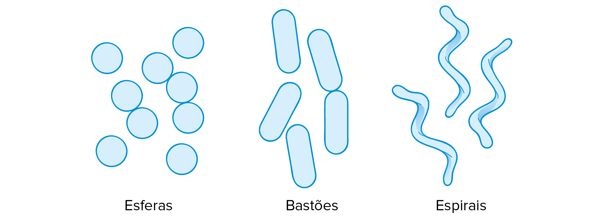 Bactérias, o que são? Definição, estrutura e principais características