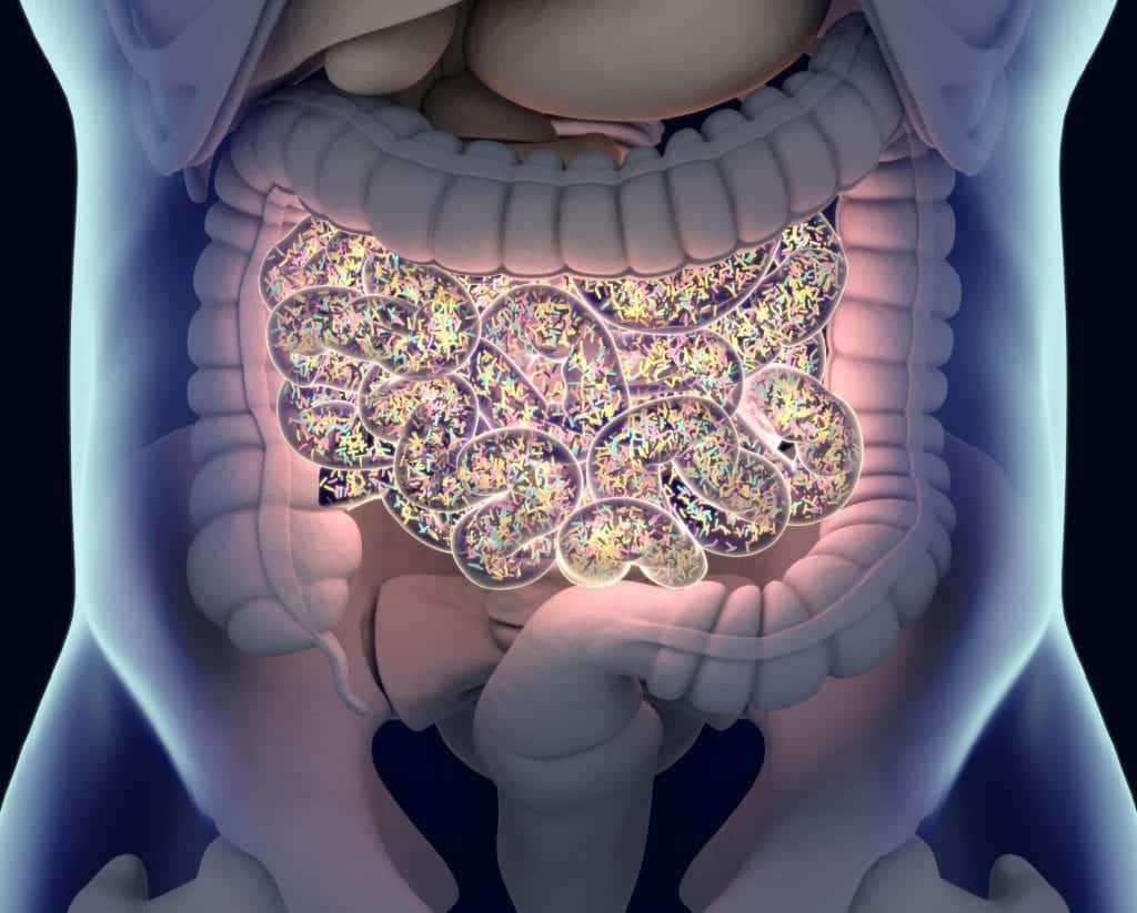 Microbiota, o que é? Conceito, tipos, características e influências