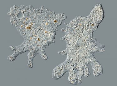 Protozoários, o que são? Características, classificações e espécies