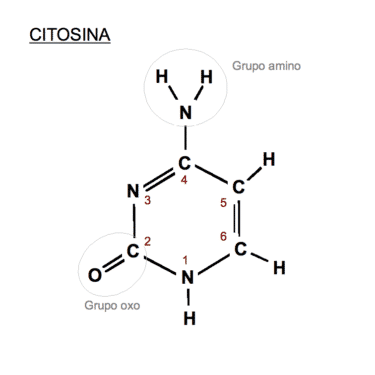 Citosina, o que é? Definição, estrutura, características e importância