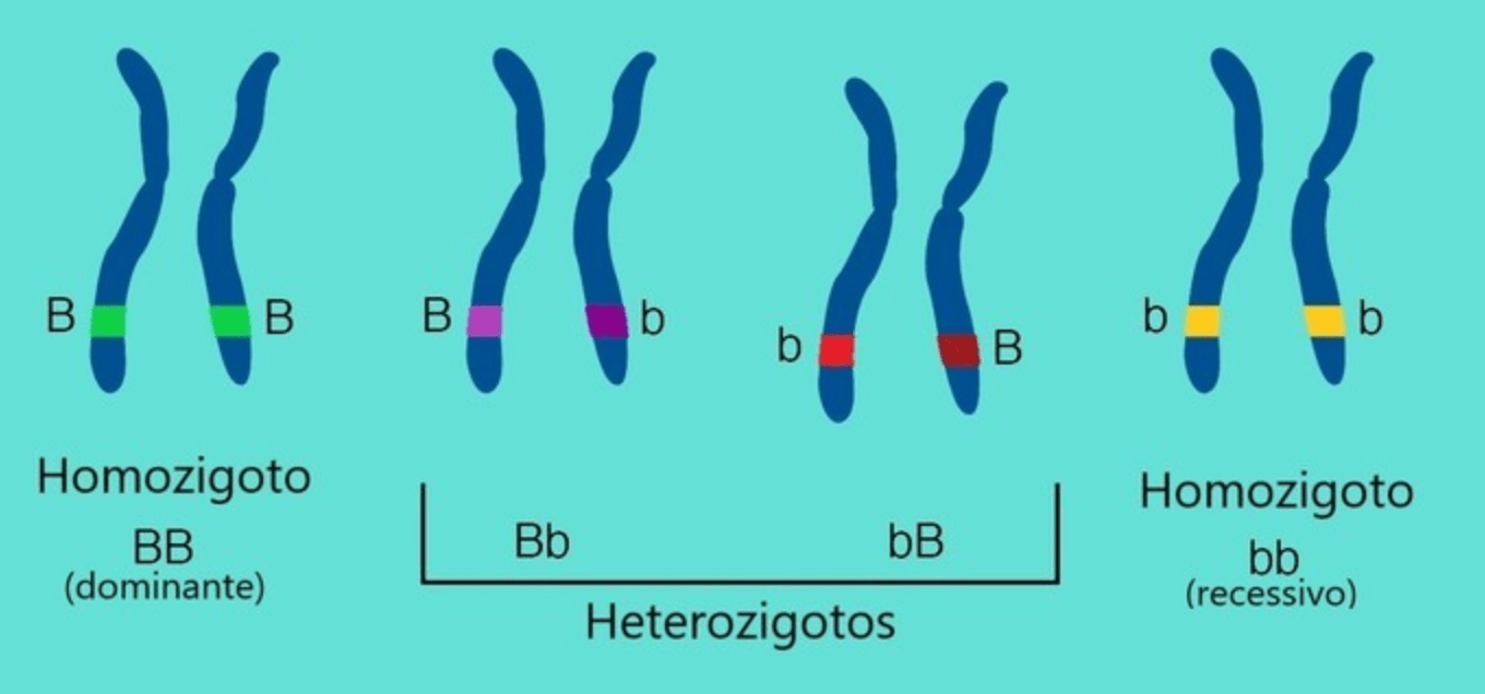 Genética - O que é, os elementos básicos e as principais descobertas