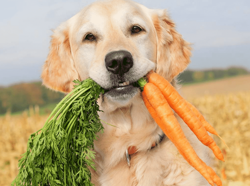 Onívoros, o que são? Conceito, características e como se alimentam