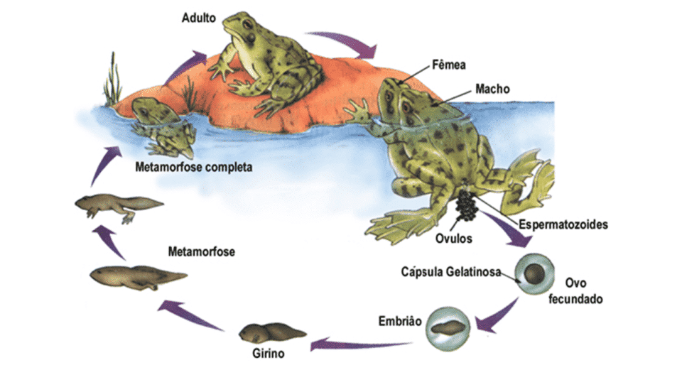 Anuros, o que são? Classificação, características e importância