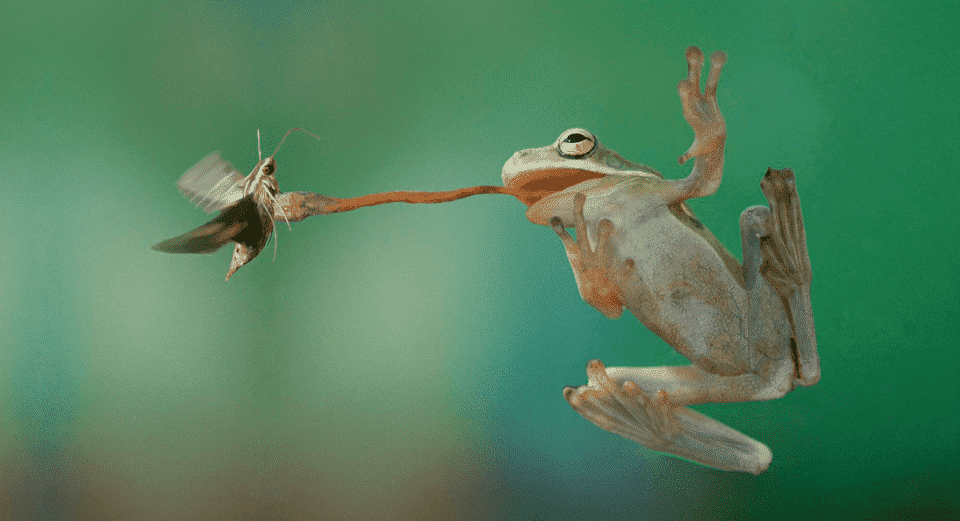 Anuros, o que são? Classificação, características e importância