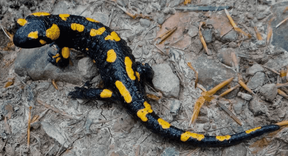 Urodelos, o que são? Classificação, características e curiosidades