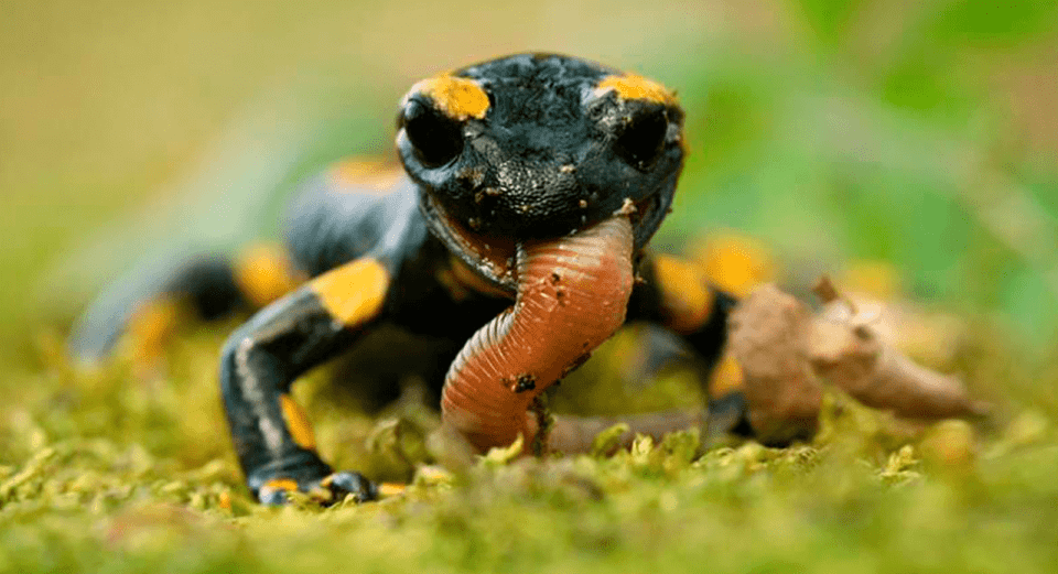 Urodelos, o que são? Classificação, características e curiosidades