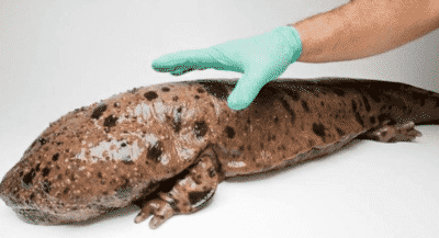 Urodelos, o que são? Classificação, características e curiosidades